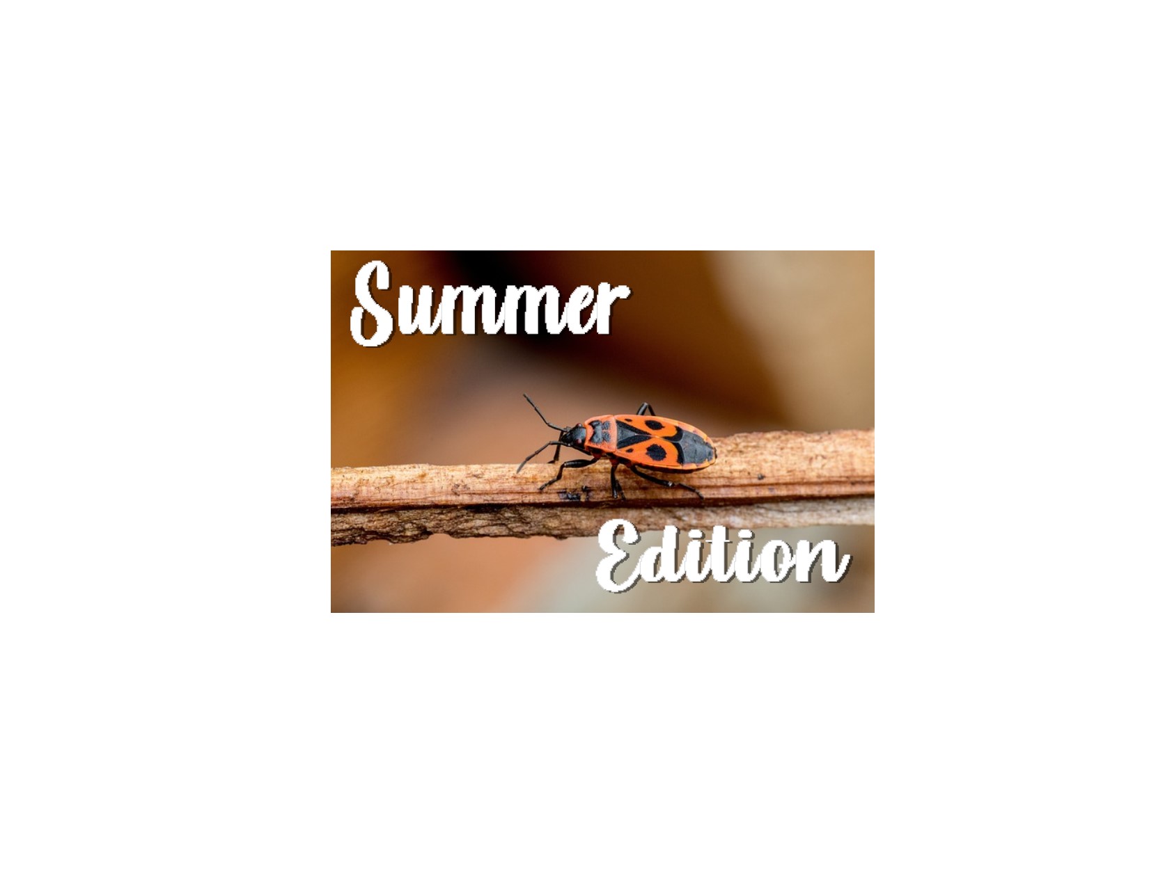 Summer Classes – The Teacher's Life